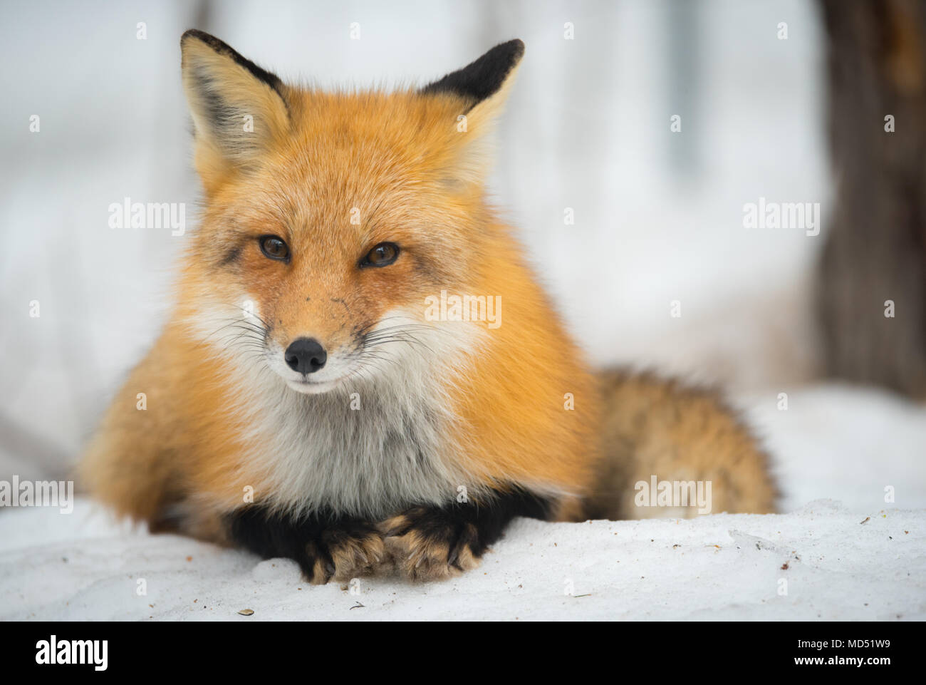 Red Fox - Vulpes vulpes, healthy specimen in his habitat in the woods ...