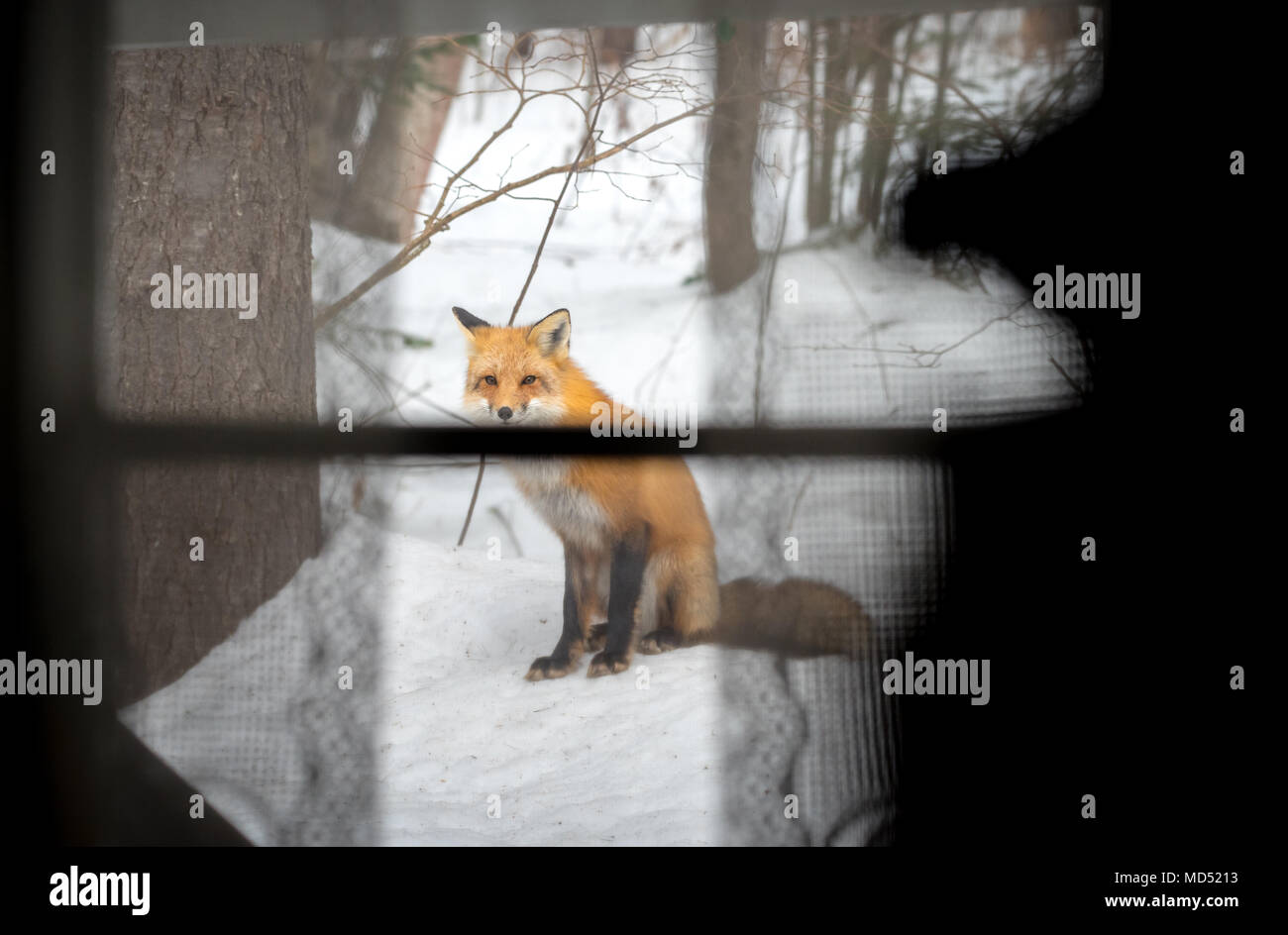 Red Fox - Vulpes vulpes, seen through a back door window in his ...