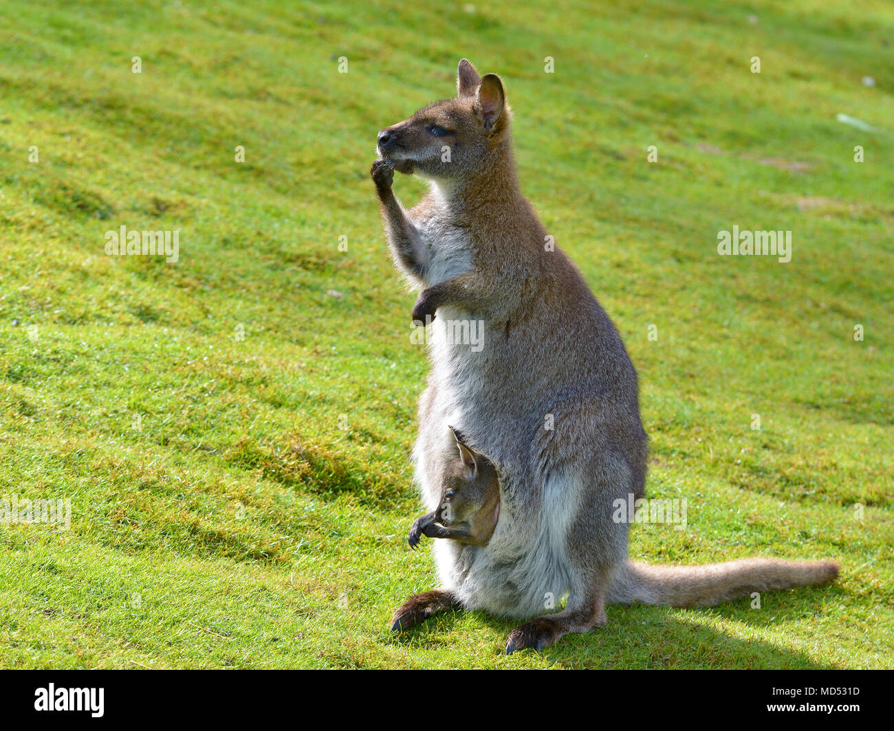 Little pouch hi-res stock photography and images - Alamy