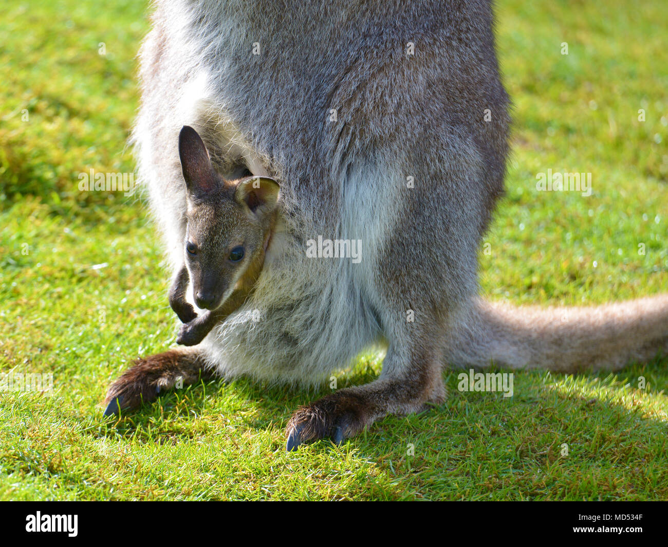Little Pouch High Resolution Stock Photography and Images - Alamy