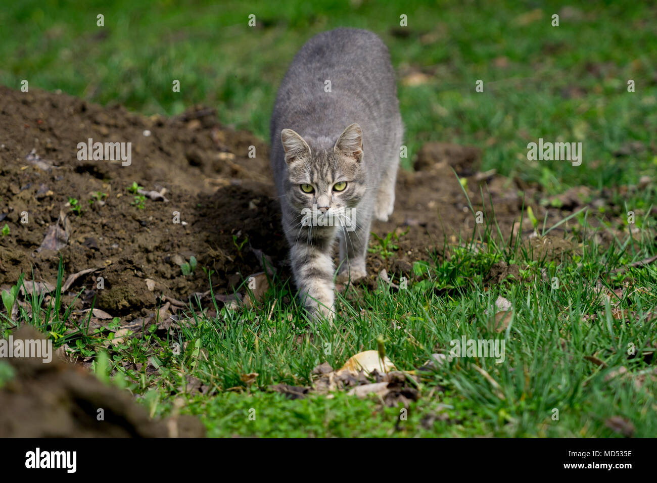 Curious young male gray cat walking and explore outside world Stock ...
