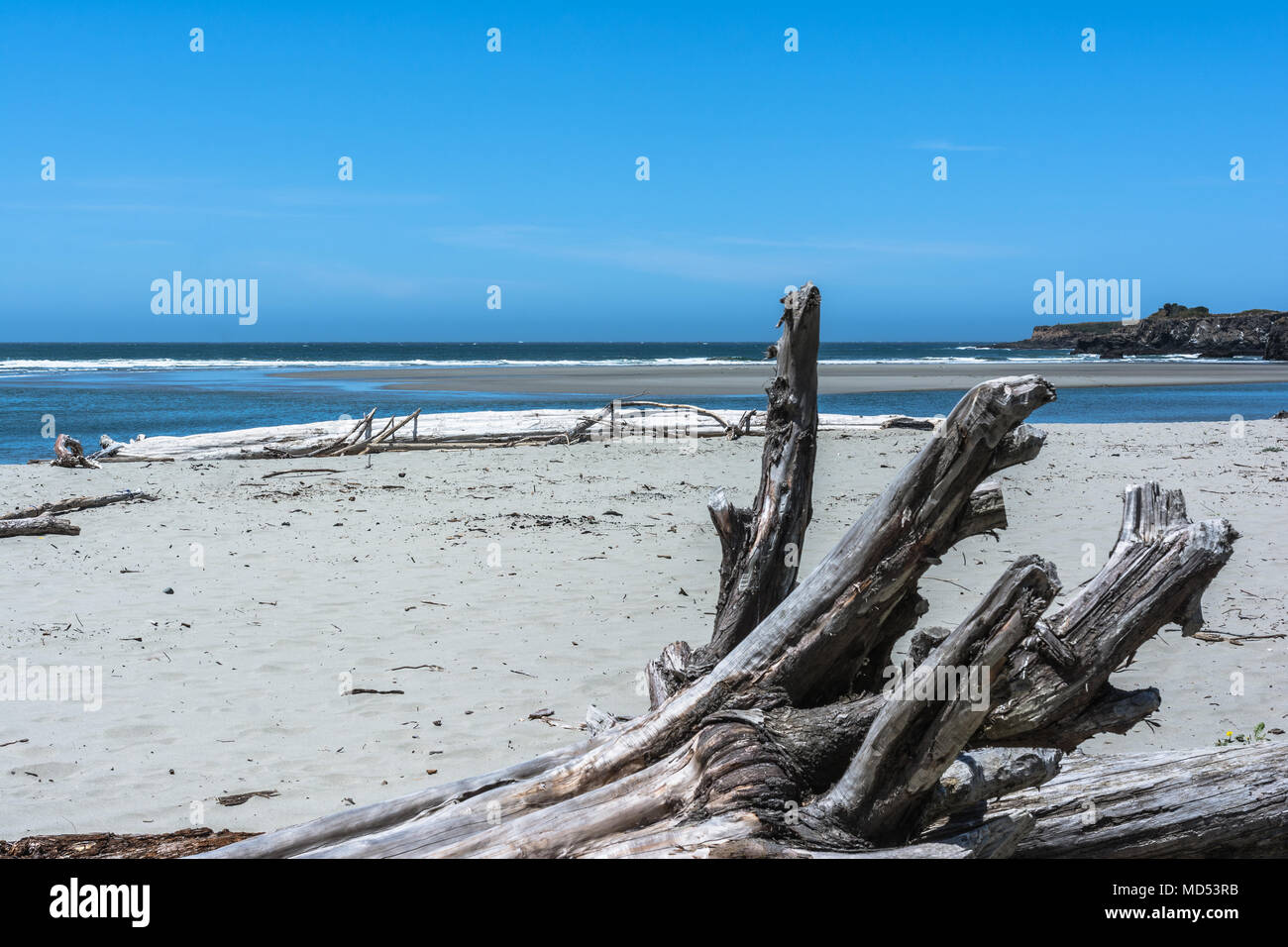 Dead shrub on the beach hi-res stock photography and images - Alamy