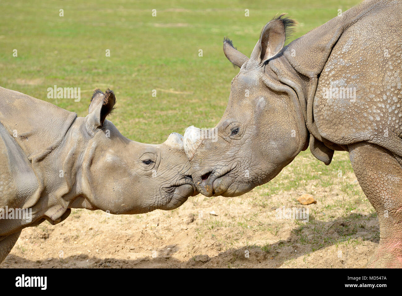 Closeup two Indian rhinoceros (Rhinoceros unicornis) seen from profile, muzzle against muzzle ...