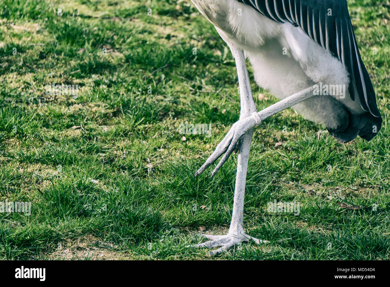 Marabou stork standing on one leg at zoo Stock Photo - Alamy