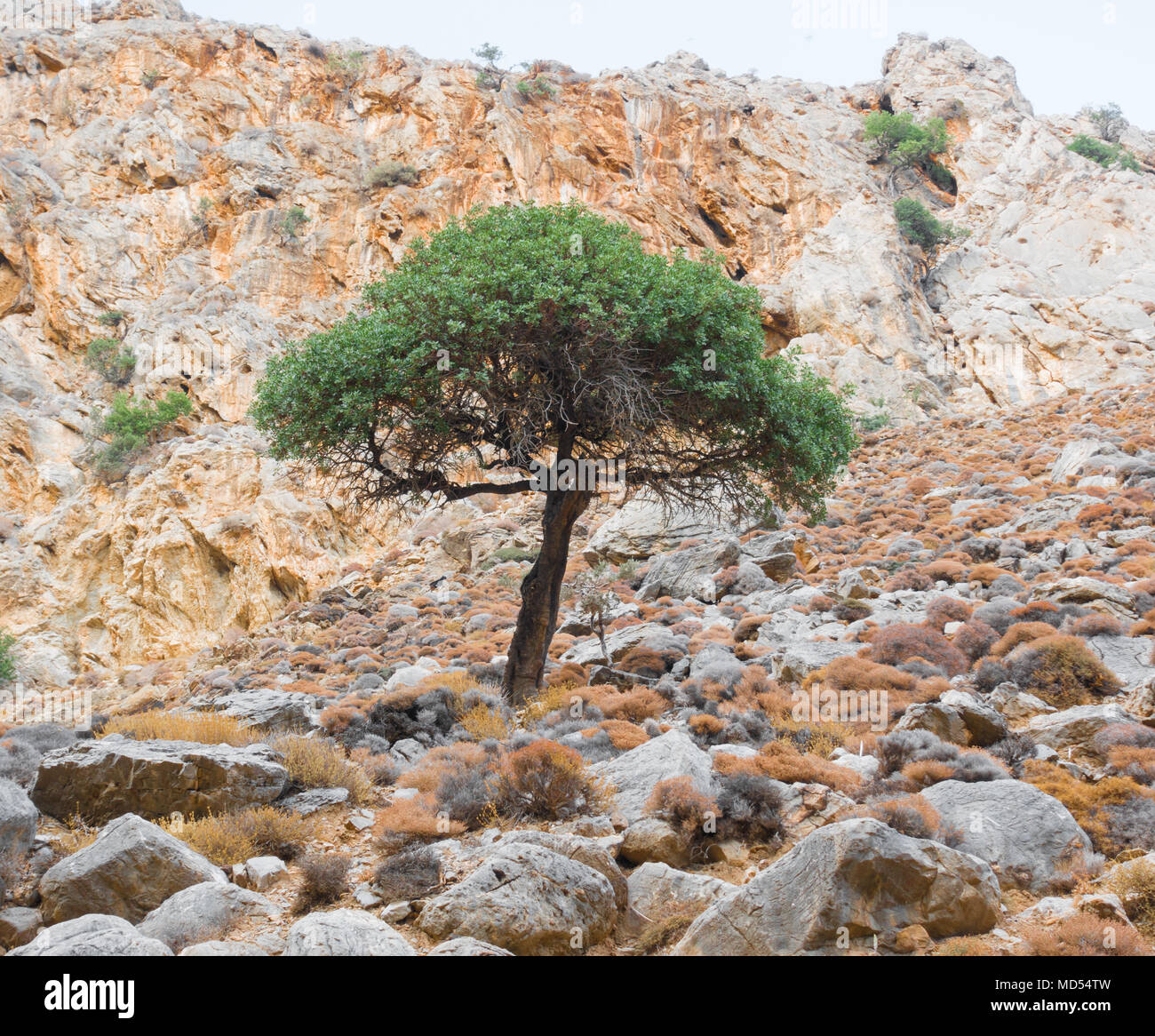 Tree on rocky cliff, Crete, Greece Stock Photo - Alamy
