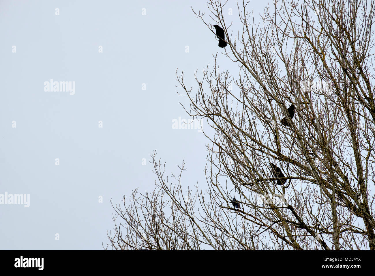 Raven silhouette on tree branch hi-res stock photography and images - Alamy