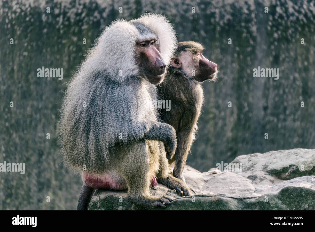 Male and female baboon sitting together Stock Photo - Alamy
