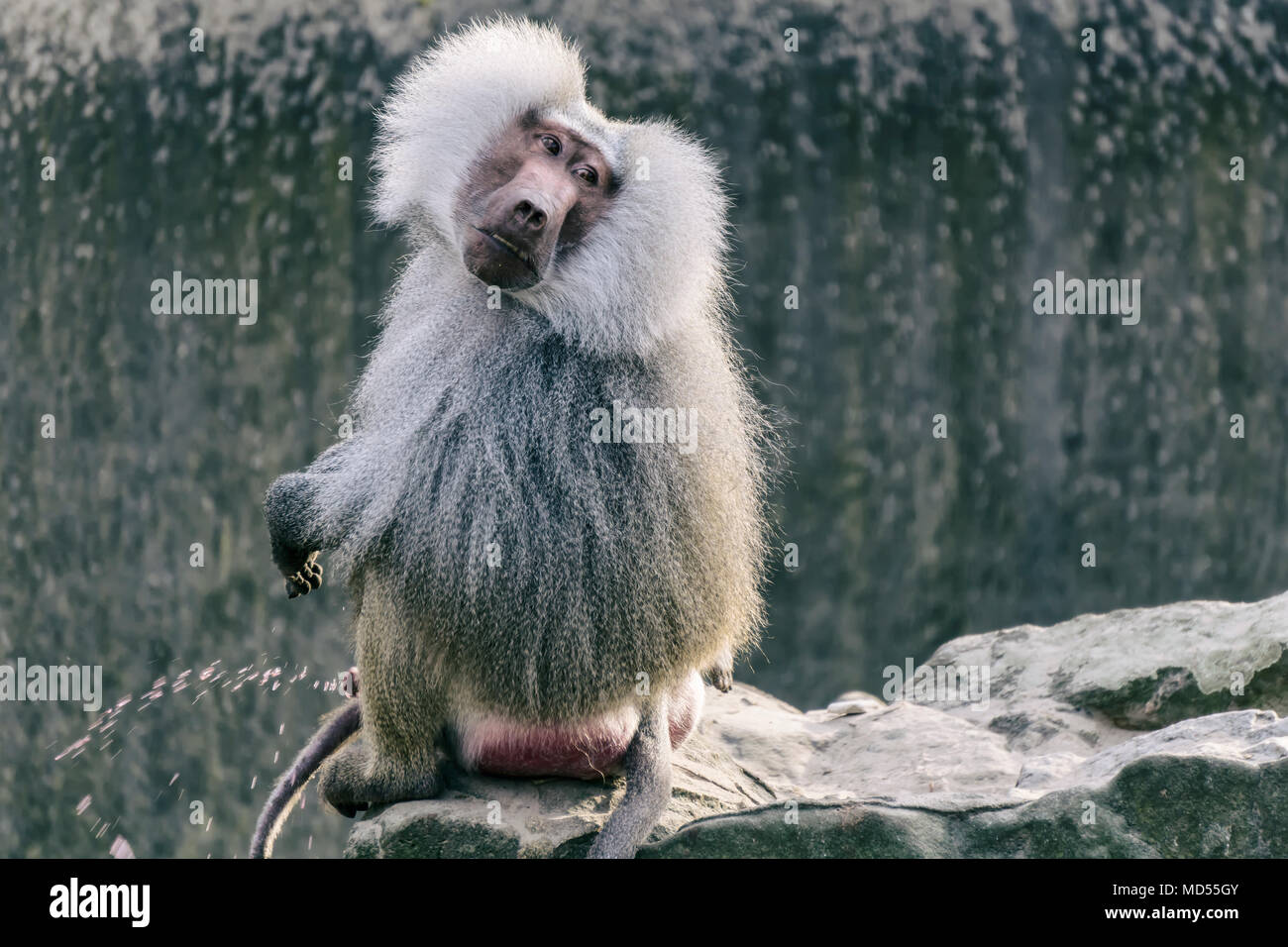 Single male baboon sitting on rock Stock Photo - Alamy