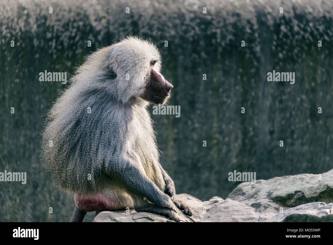 Single male baboon sitting on rock Stock Photo - Alamy