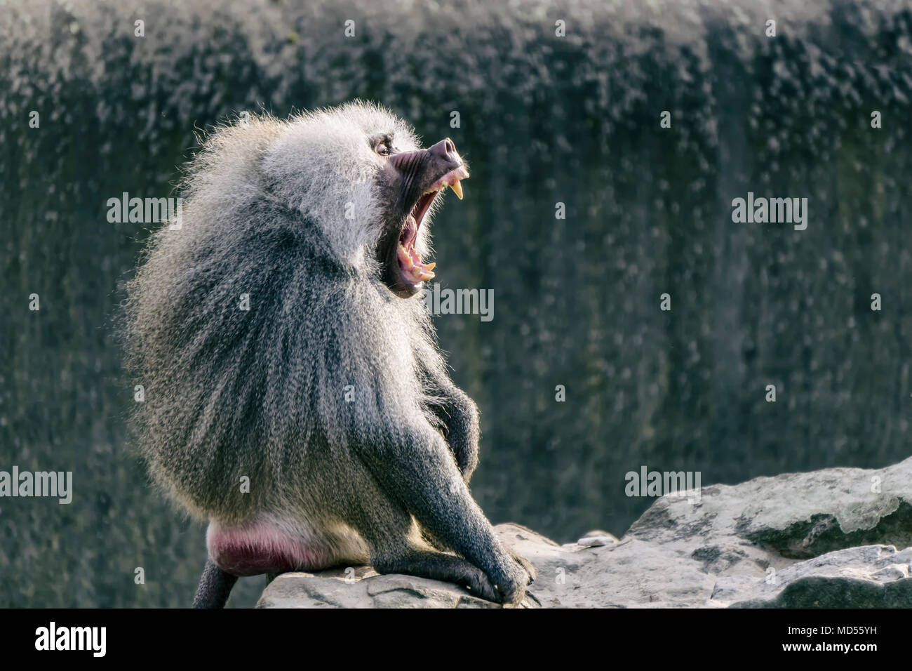 Single male baboon sitting on rock and yawning Stock Photo - Alamy