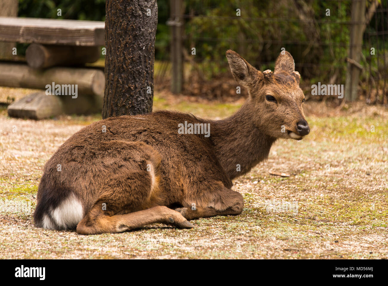 Japan miyamjima island miyajima island sitka deer sitka deer re hi-res ...