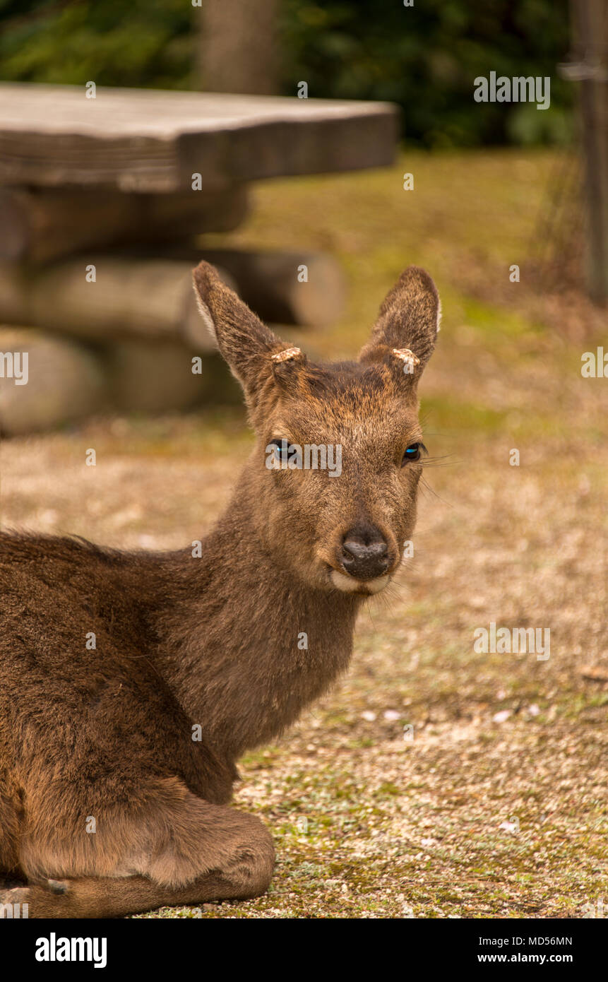 Japan miyamjima island miyajima island sitka deer sitka deer re hi-res ...