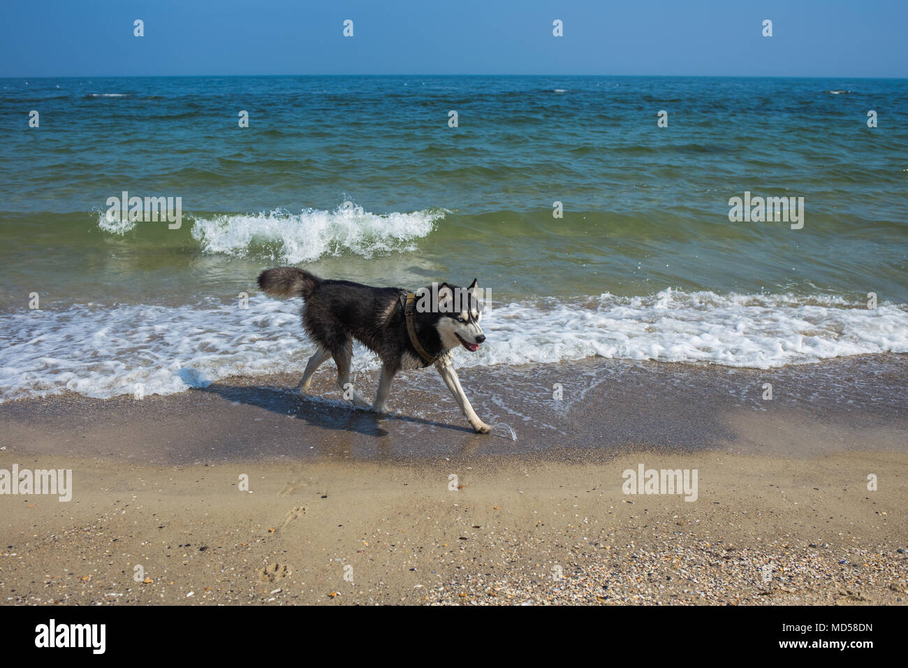 Happy husky dog happily running at sandy beach Stock Photo - Alamy