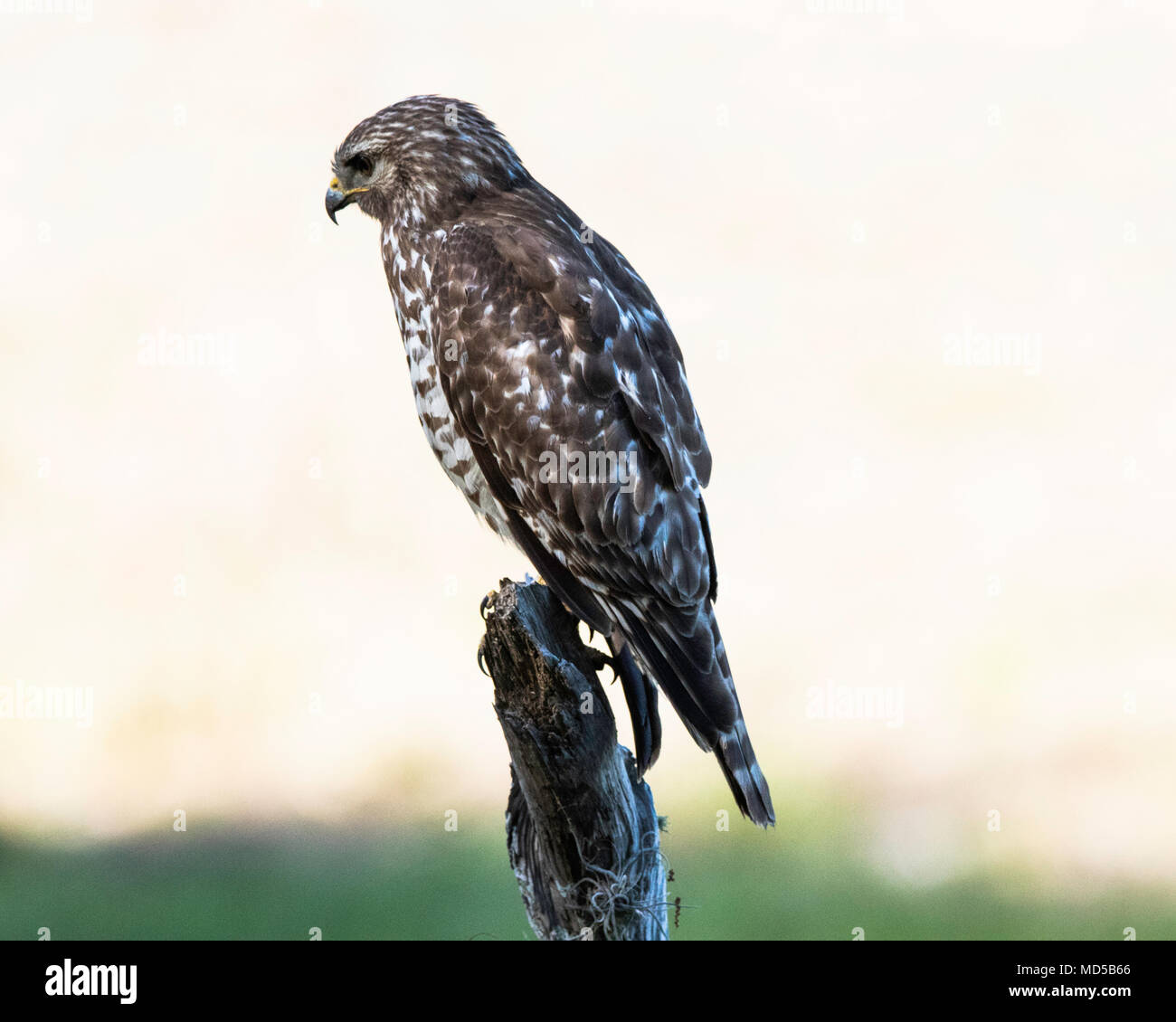 Red shouldered hawk hi-res stock photography and images - Alamy