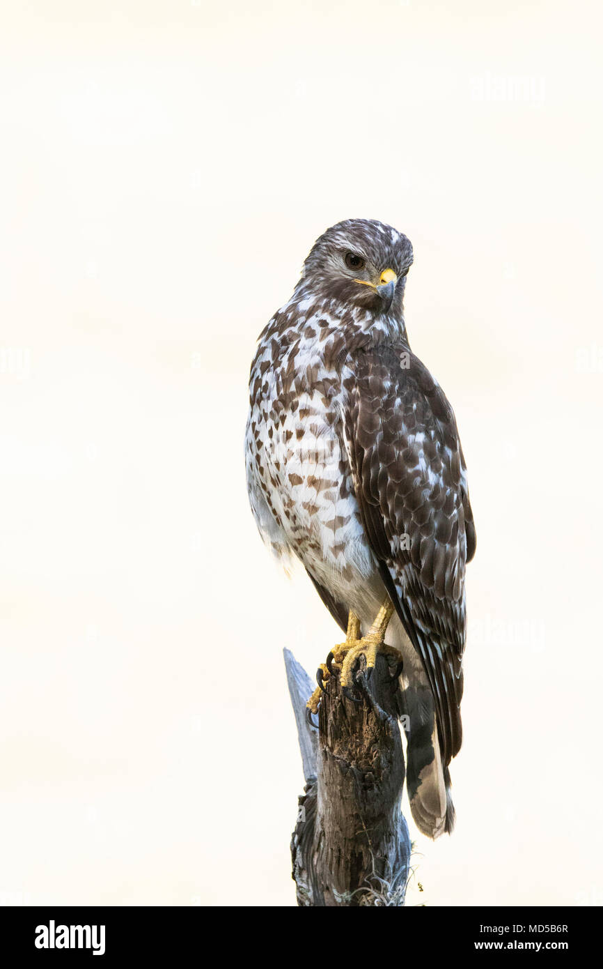 Red shouldered hawk hunting hi-res stock photography and images - Alamy