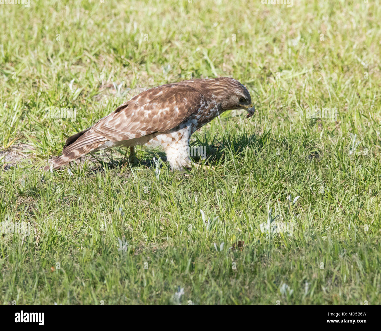 Red Shouldered Hawk eating a bug Stock Photo - Alamy