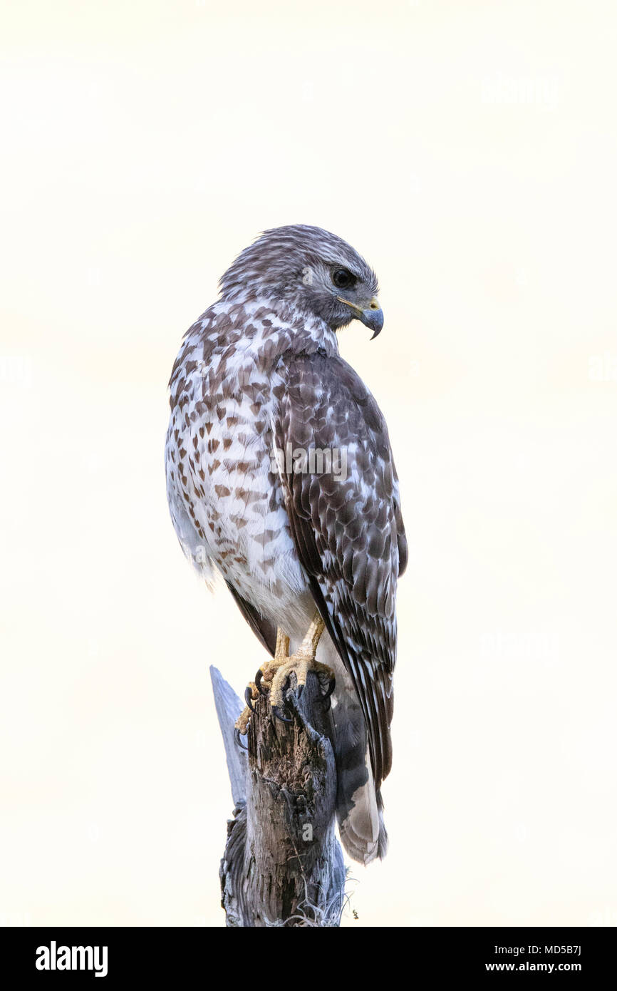 Red shouldered hawk hunting hi-res stock photography and images - Alamy