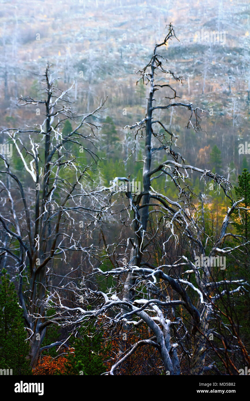 extinction of old forest (centennial pine) as result of air pollution ...