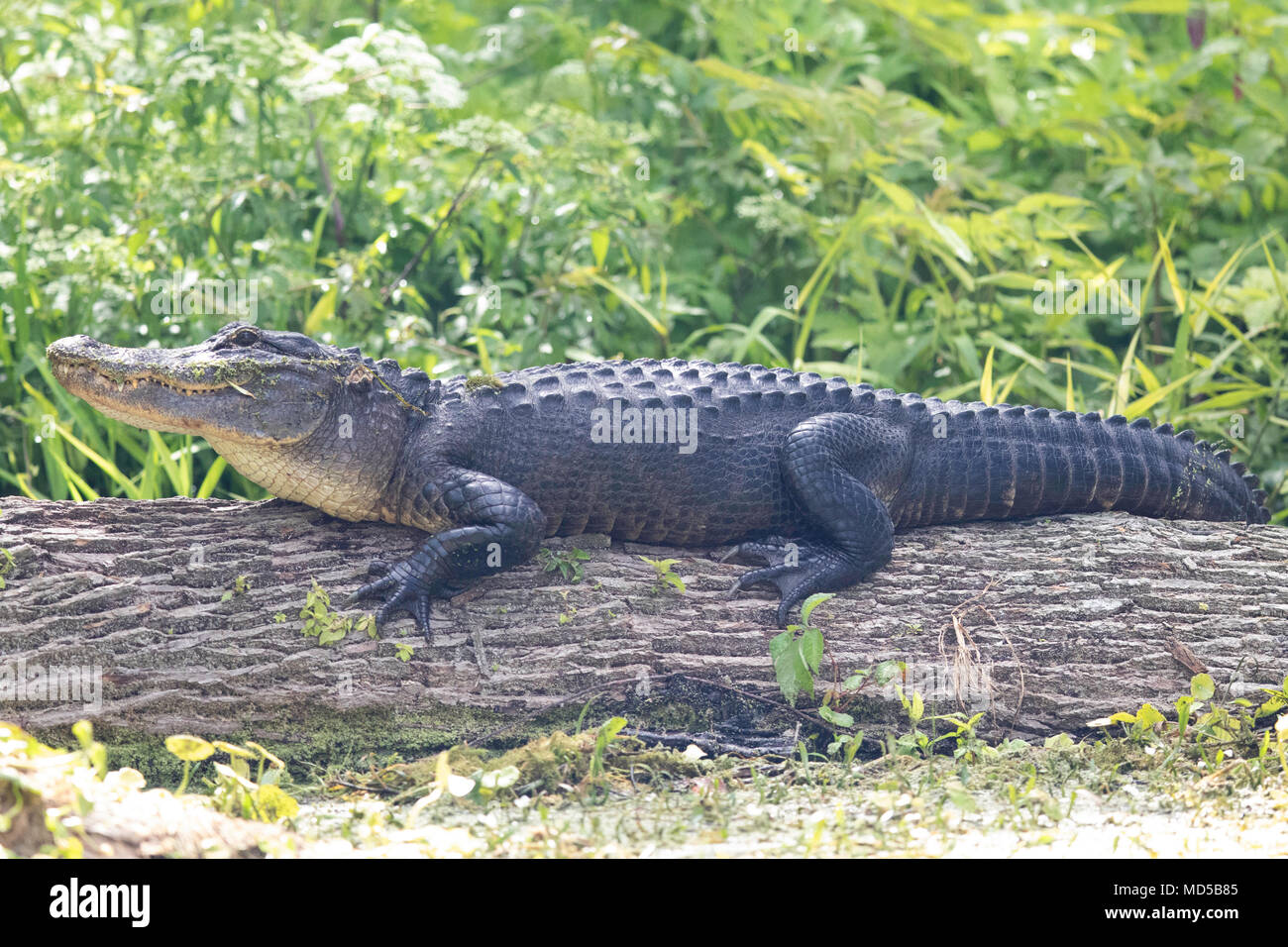 American Alligator resting on log Stock Photo - Alamy