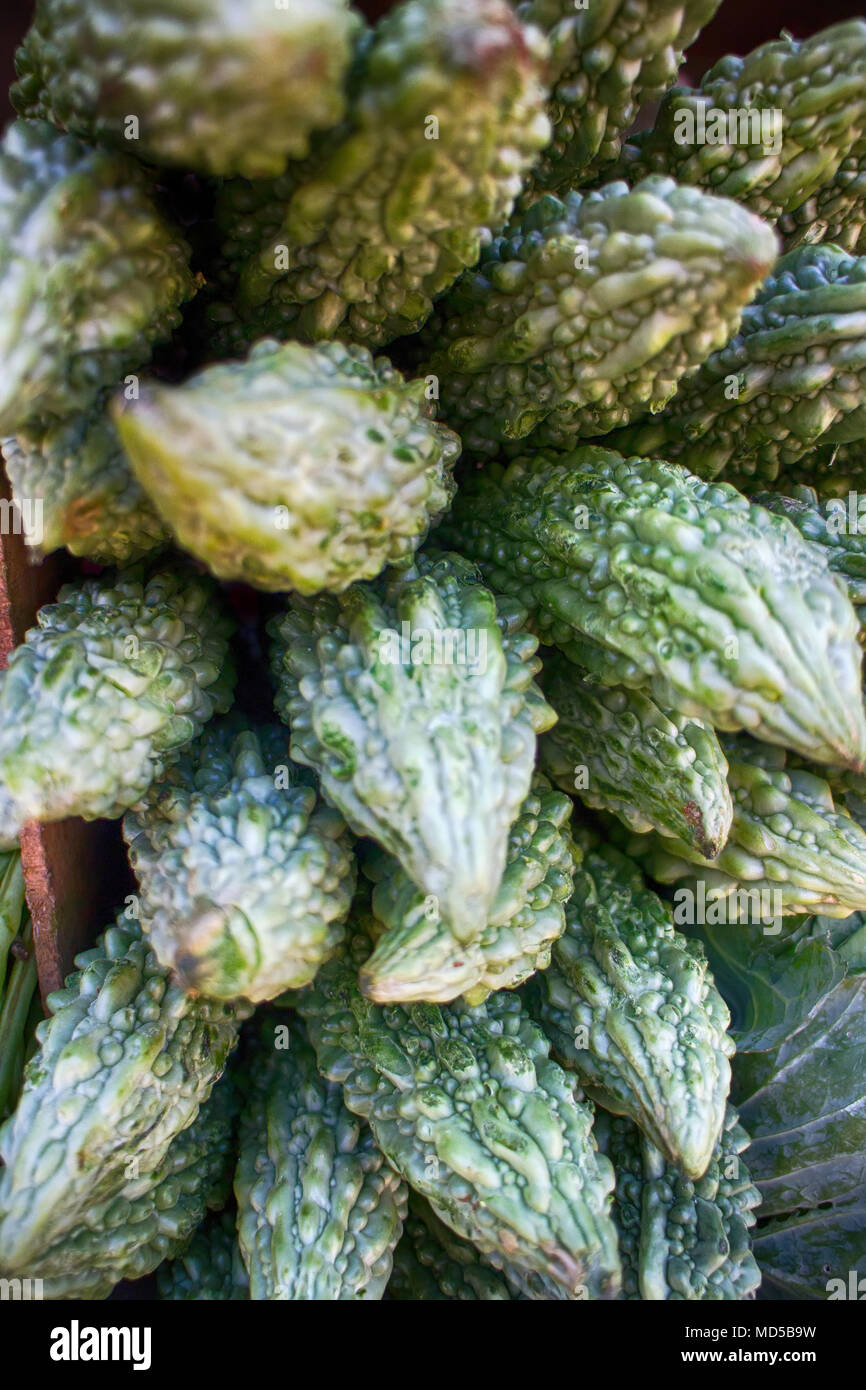 Thai- Indian food. Bitter melon (lat. Momordica charantia) - Goy ...
