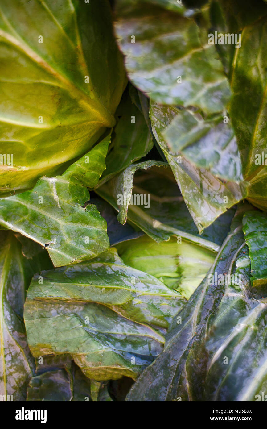 cultivated cabbage; cabbage (Brassica); kale; rape - camera in the ...