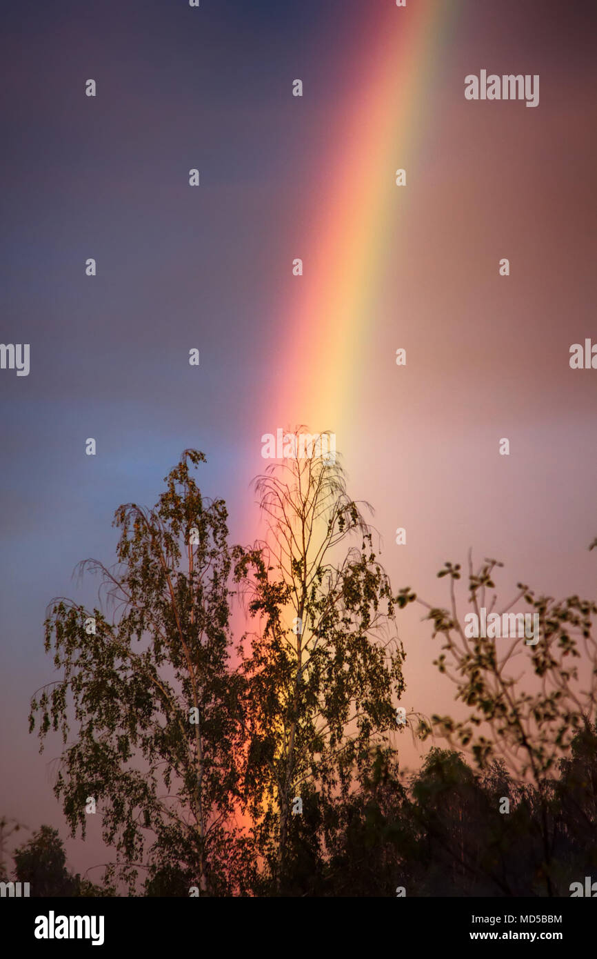 Double rainbow over forest, primary rainbow, second-order rainbow ...