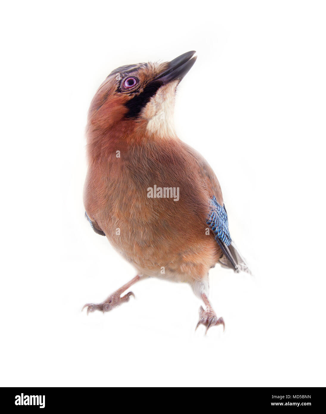 Common jay (Garrulus glandarius) - bird on white background in ...