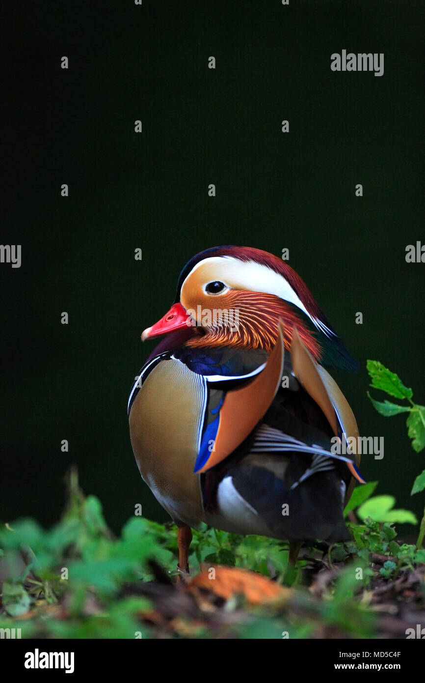 Nesting mandarin hi-res stock photography and images - Alamy