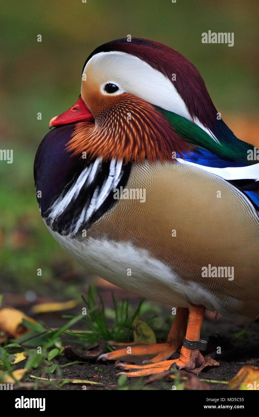 Single male Mandarin Duck bird on grassy soil during spring nesting ...
