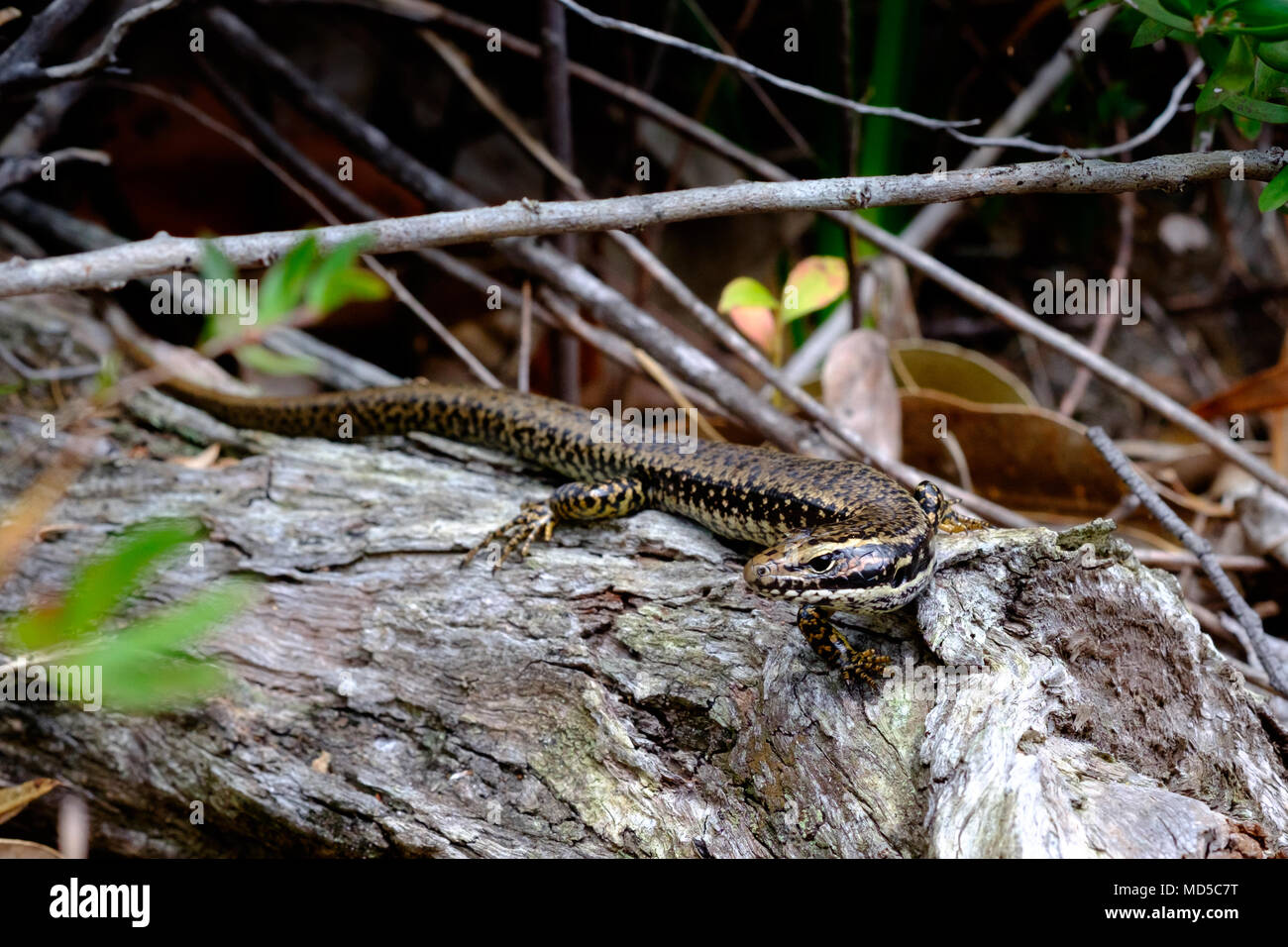 Golden Skink High Resolution Stock Photography and Images - Alamy