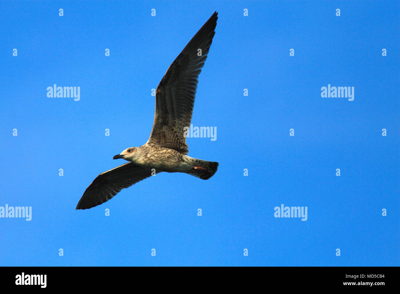 Single Herring Gull bird in flight over grassy wetlands of Biebrza ...