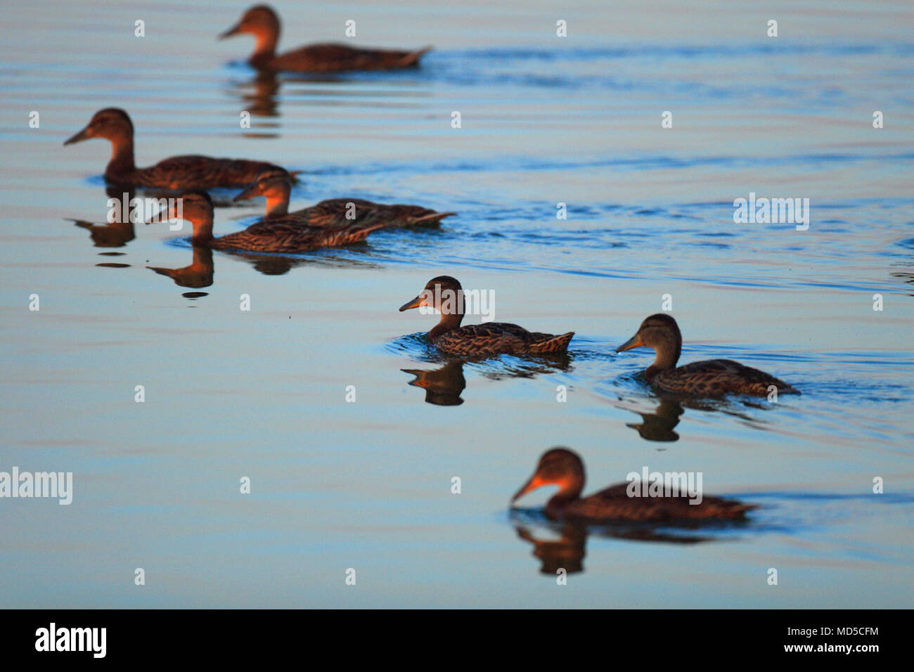 Group of Mallard Duck birds on pond surface in sunset lighting wetlands ...