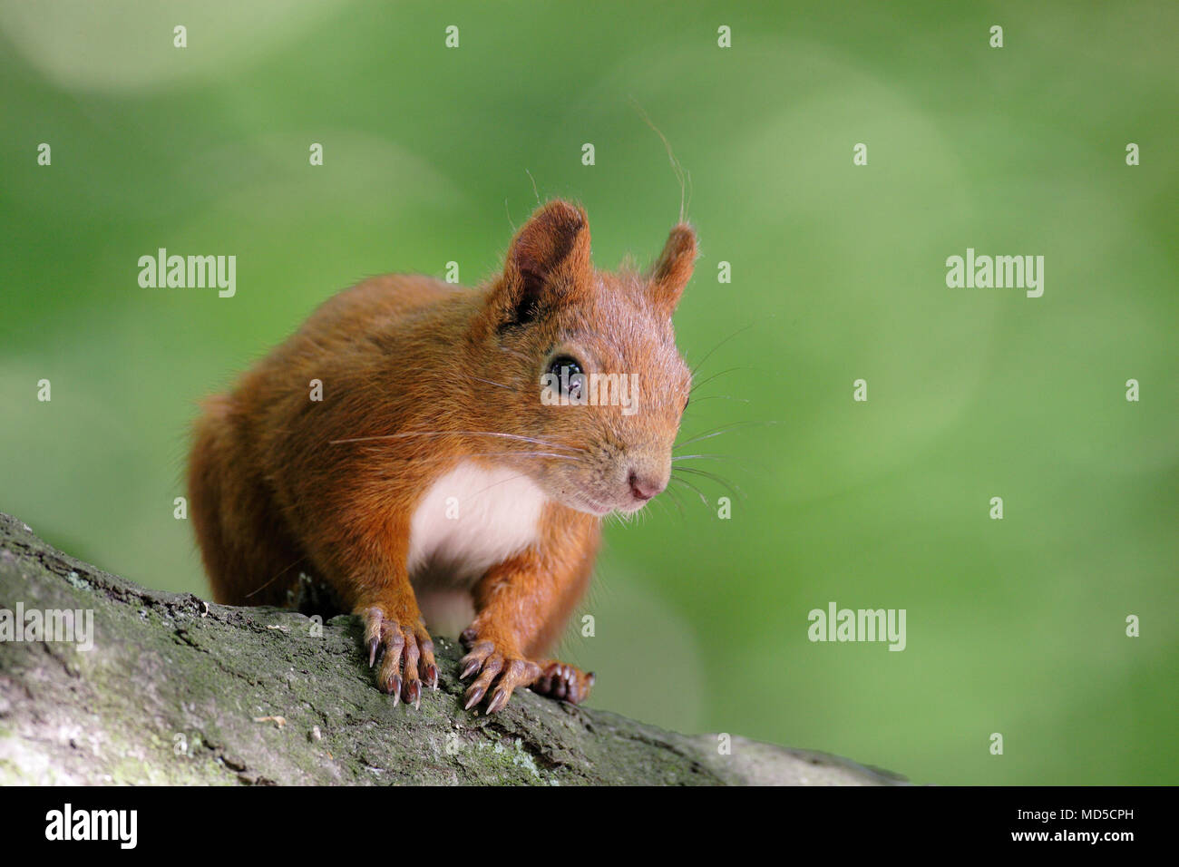 Single Red Squirrel on a tree branch in Poland forest during a spring ...