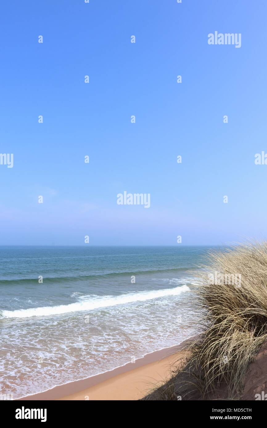 Beach scene with dunes, Timothy grass Stock Photo - Alamy