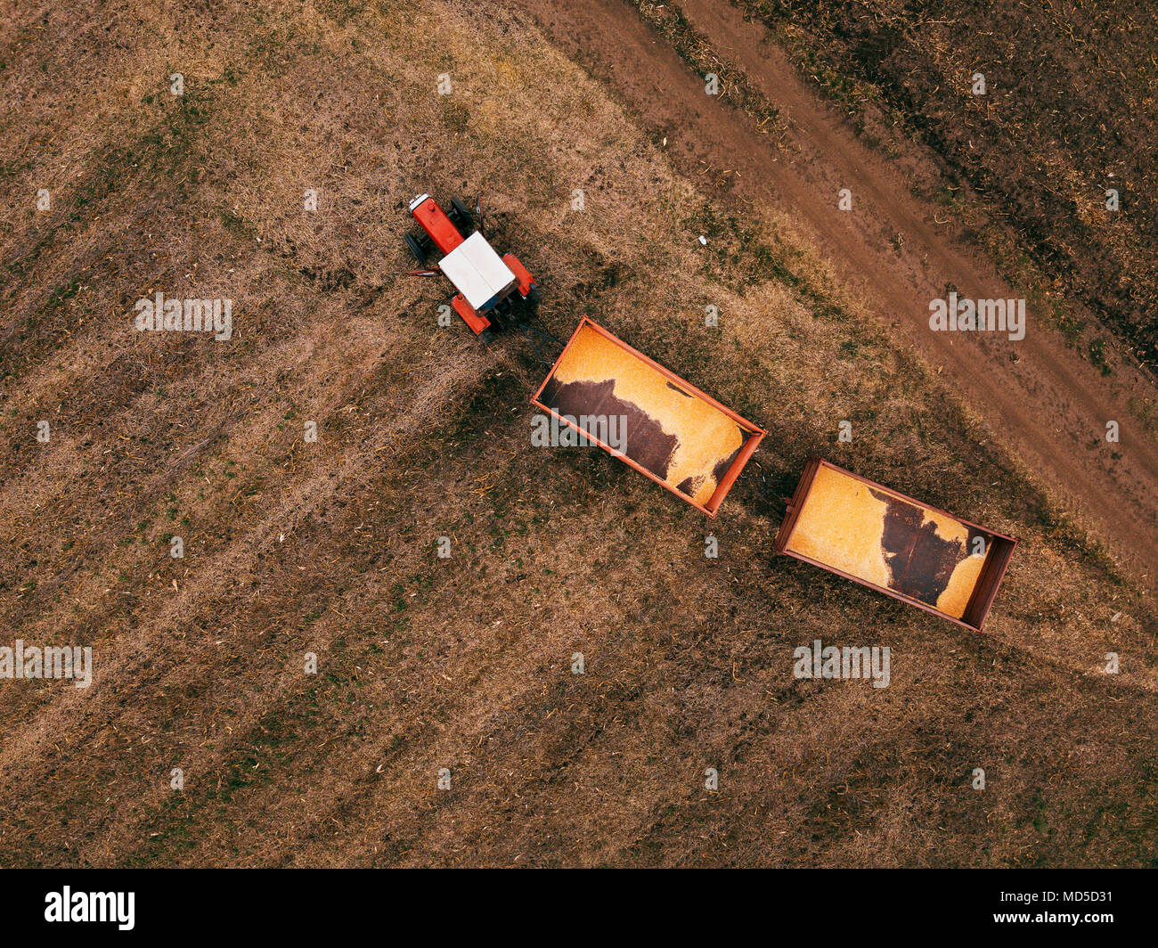 Aerial view of agricultural tractor with trailers in cultivated corn ...