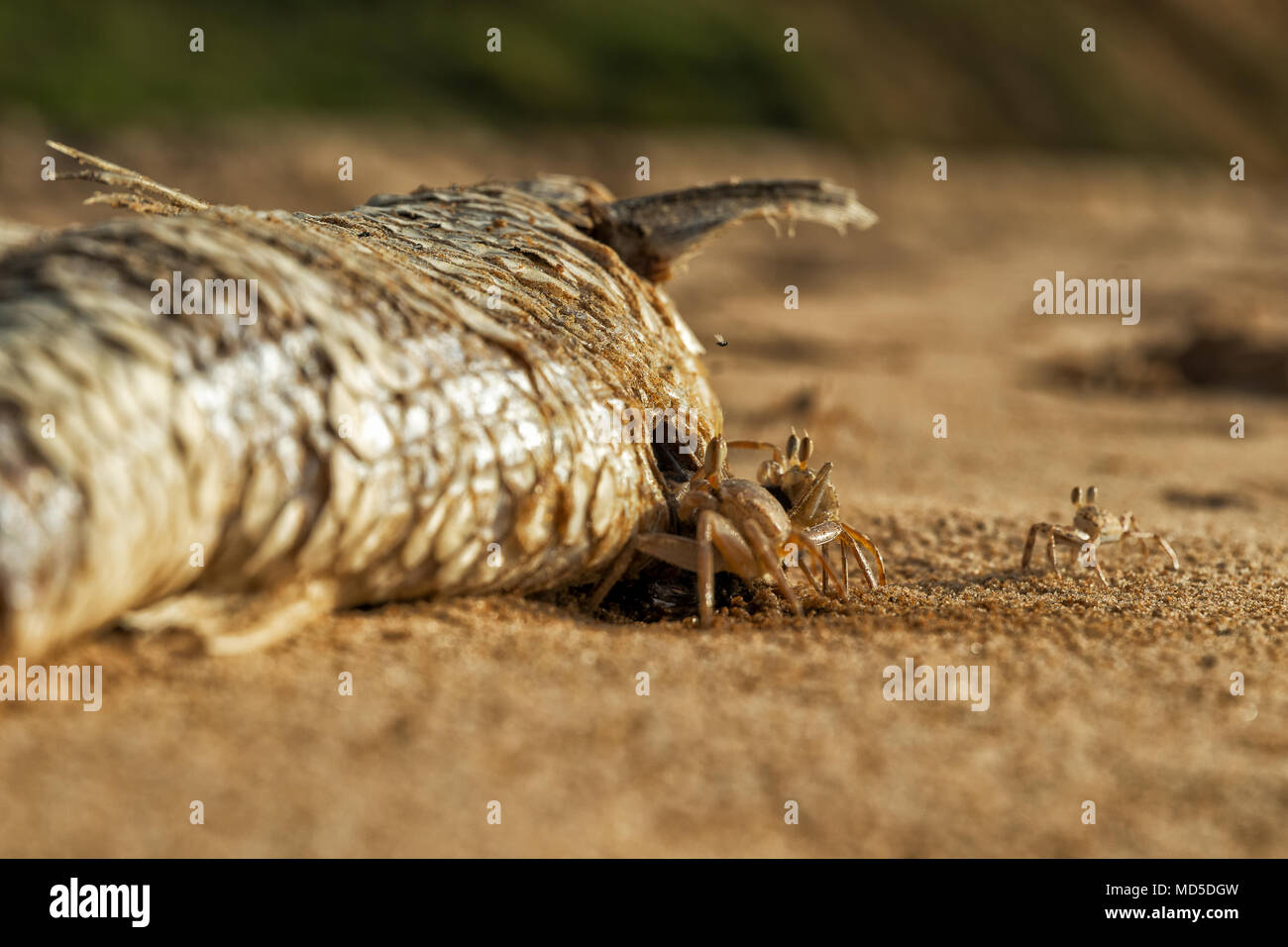 Crabs on the beach eating dead fish Stock Photo - Alamy