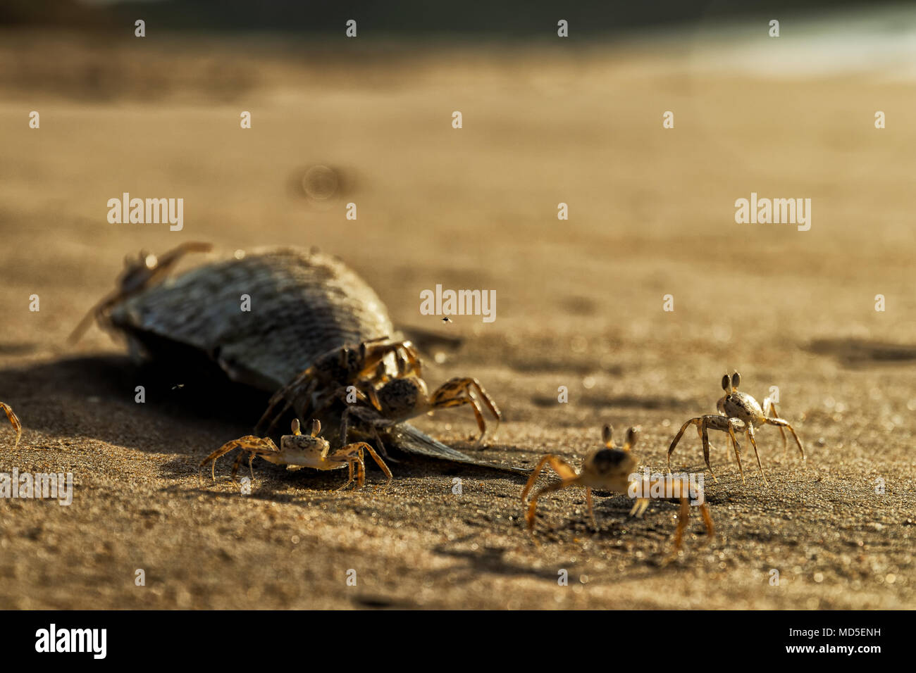 Crabs on the beach eating dead fish Stock Photo - Alamy