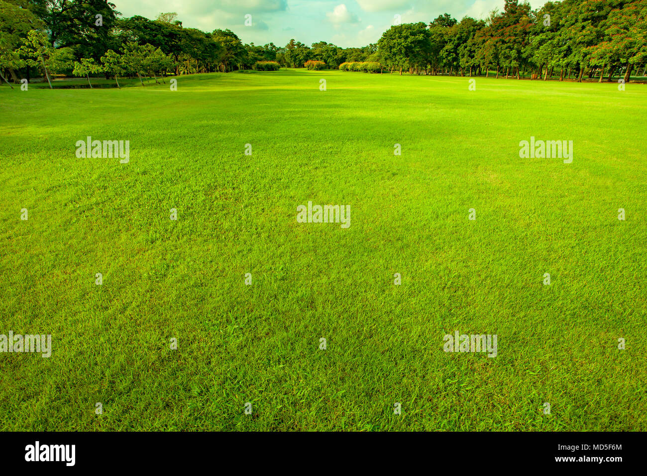 good environment green grass ground Stock Photo - Alamy
