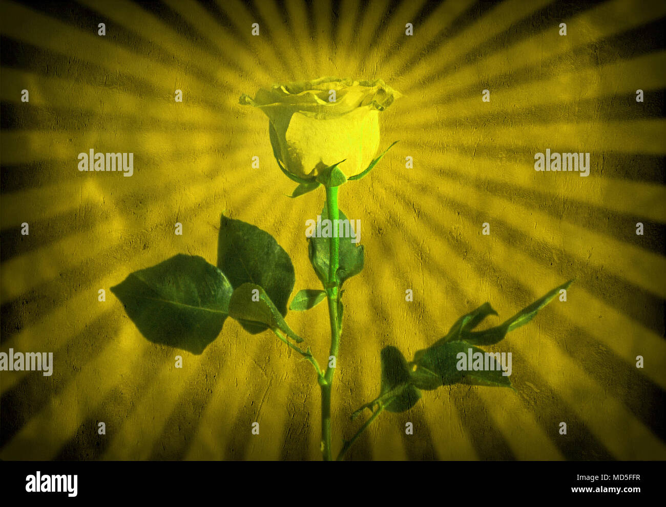 Yellow rose. Background with rays Stock Photo - Alamy