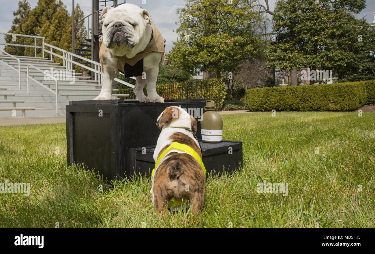 Usmc mascot bulldog hi-res stock photography and images - Alamy