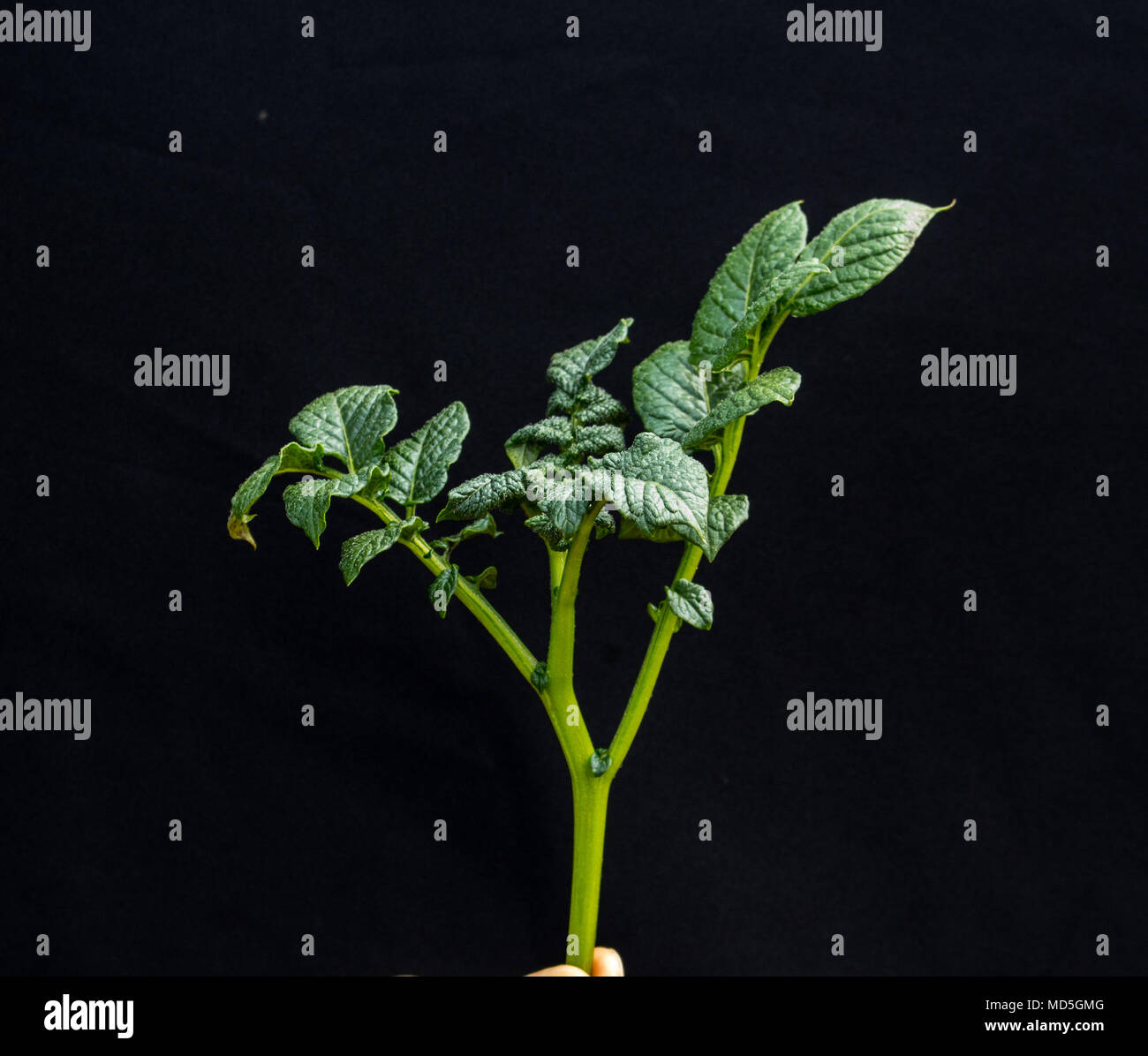 LEAF OF POTATO Stock Photo - Alamy