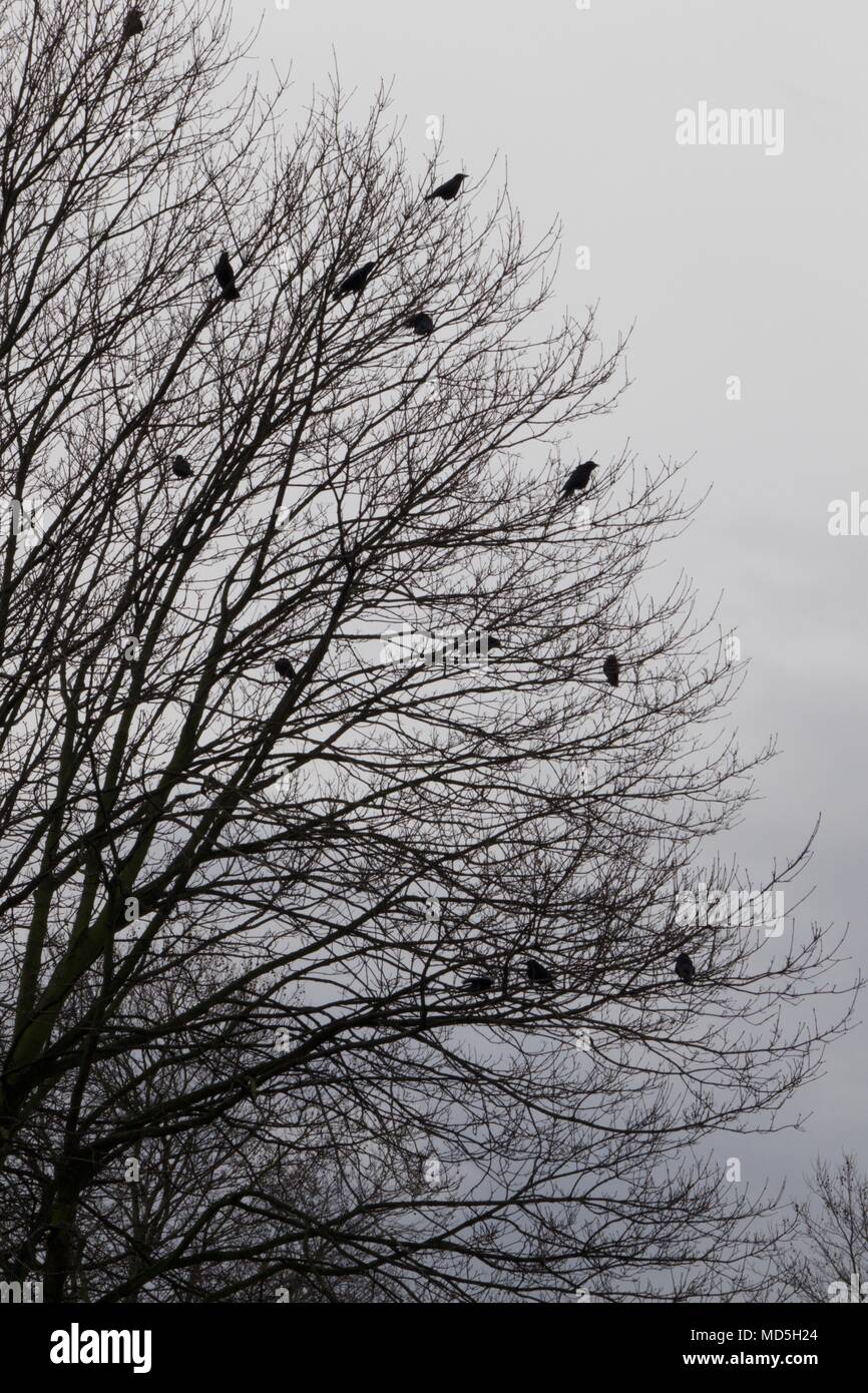 crows in a tree Stock Photo - Alamy