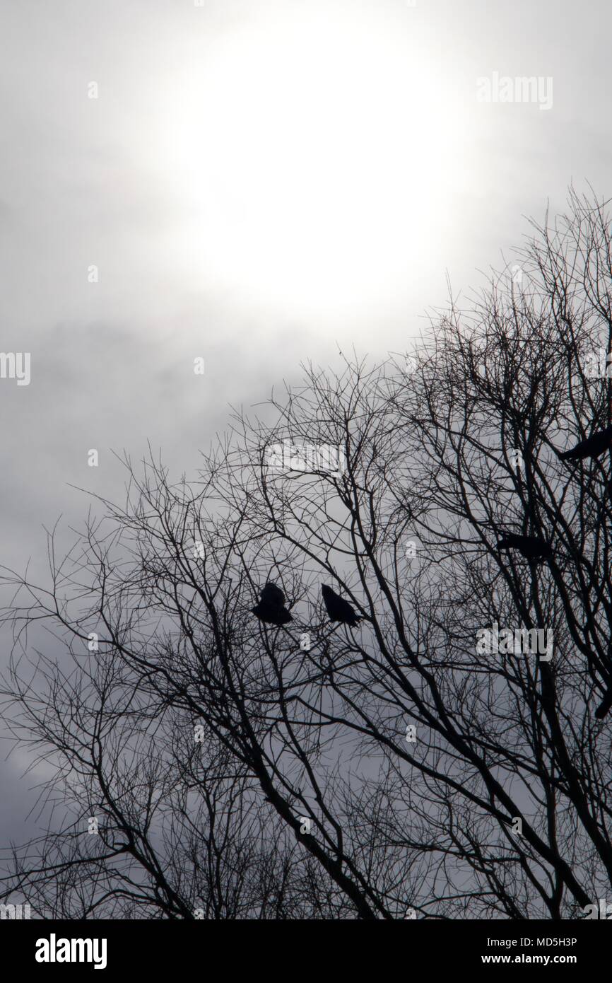 crows in a tree Stock Photo - Alamy