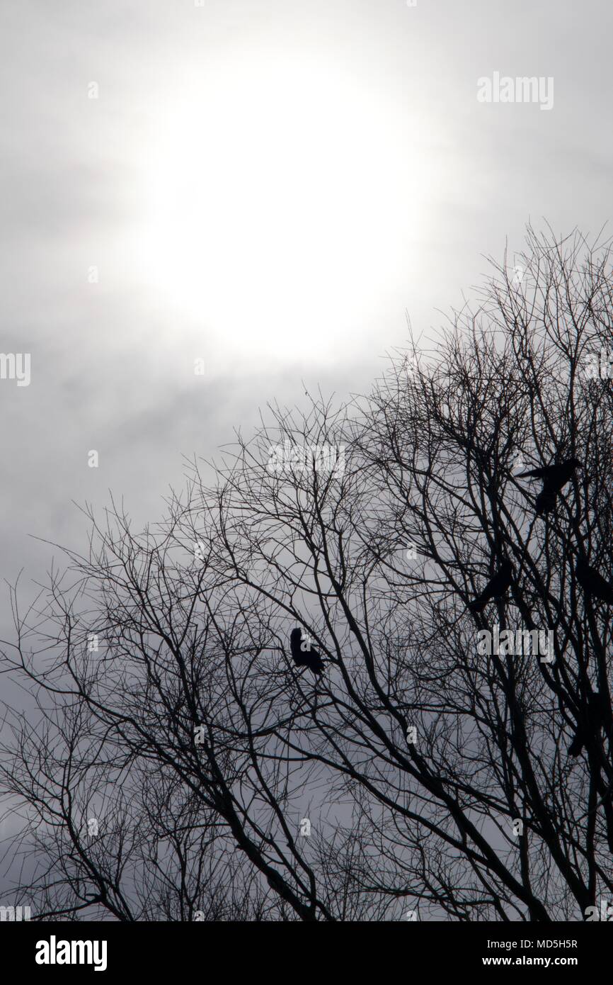 crows in a tree Stock Photo - Alamy