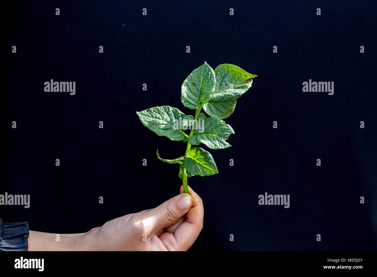 LAM DONG - VIETNAM: THE LEAF OF POTATO AT BLACK BACKGROUND SOME LEAF ...