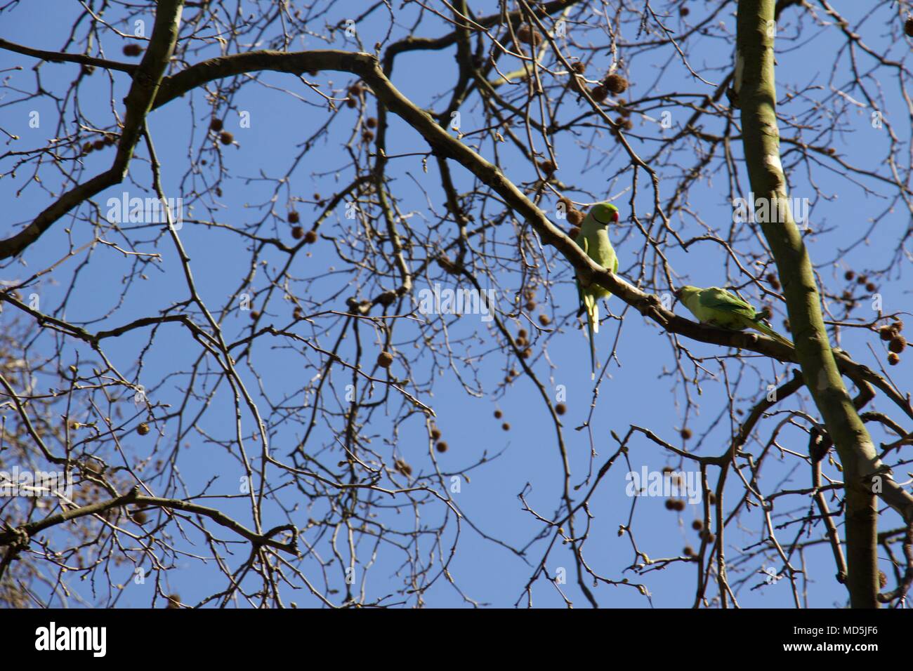 Parakeets in Hyde park London Stock Photo - Alamy