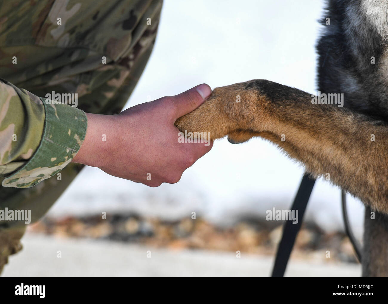 Scout dog patrol hi-res stock photography and images - Alamy