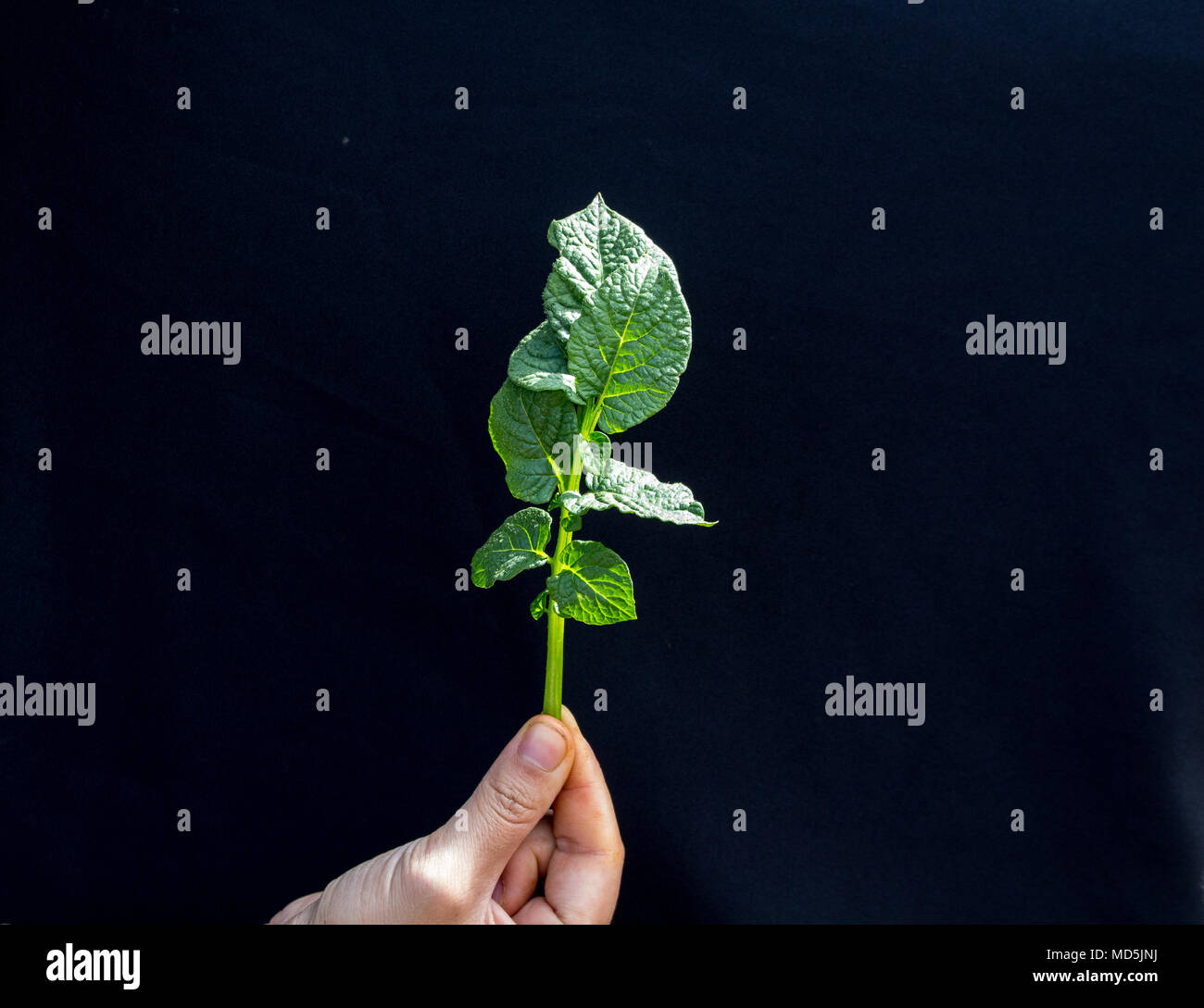 LAM DONG - VIETNAM: THE LEAF OF POTATO AT BLACK BACKGROUND SOME LEAF ...