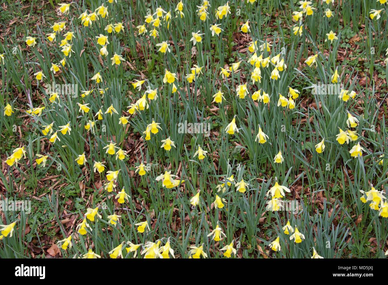 Daffodils in spring Stock Photo - Alamy