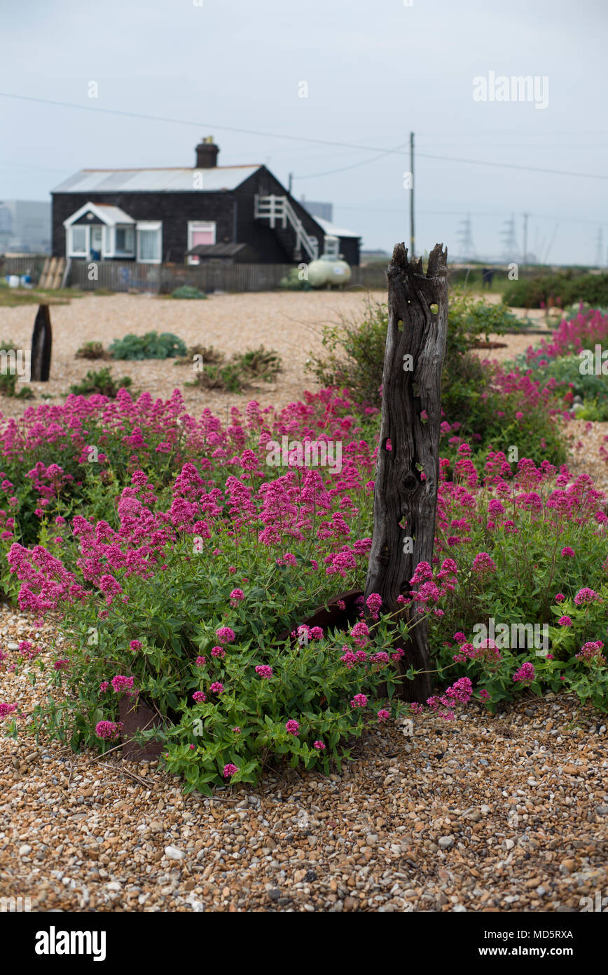 Valerian growing in shingle hi-res stock photography and images - Alamy